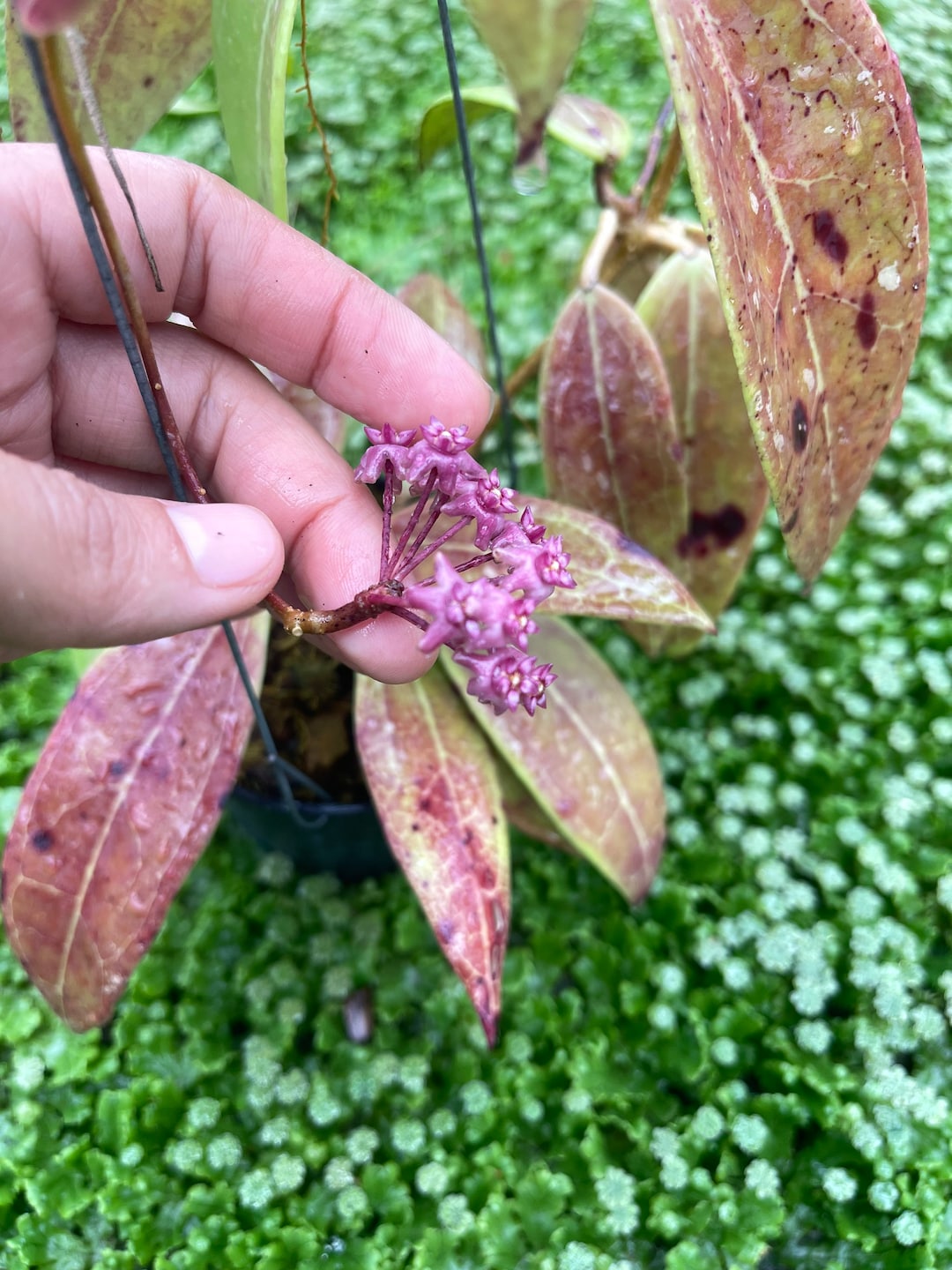 Hoya Parasitica Purple ((((hoya))) Phyto-cer//// - Etsy