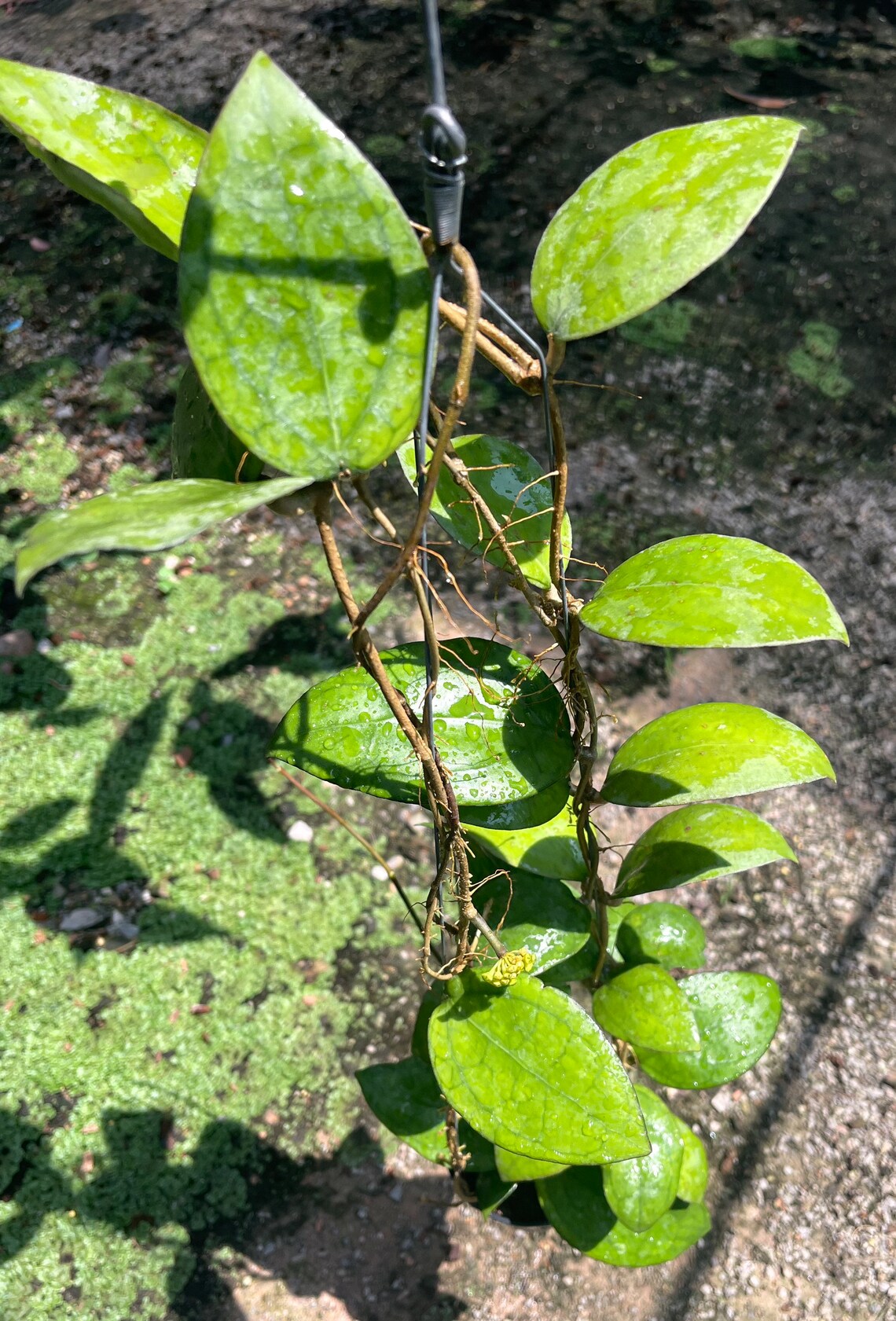 Hoya Puom Siam Ruby ((((hoya)))) Phyto-cer//// - Etsy