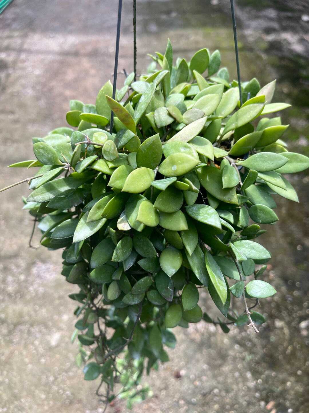 Hoya Picta ((HOYA Aff. )) ##phyto Cer /// - Etsy