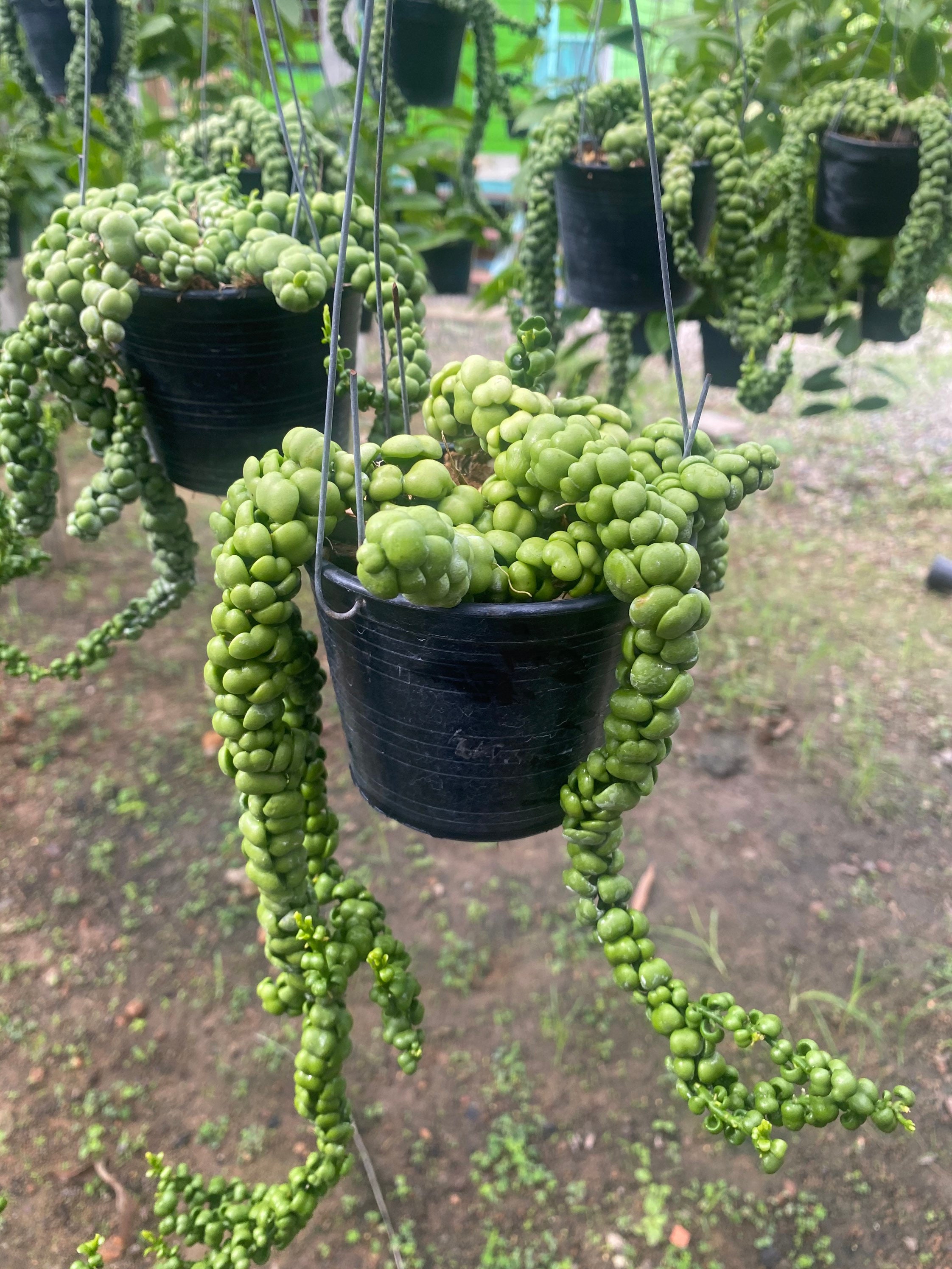 Dragon Jade ((((((dischidia Nummularia)))) Phyto -cer //// - Etsy