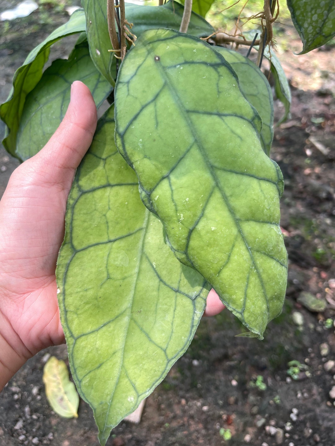 Hoya Kalimantan PB (nap010)(((hoya-big-leafs)) ///phyto-cer////// - Etsy