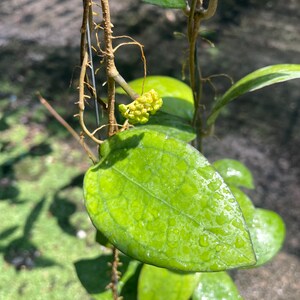 Hoya Puom Siam Ruby ((((hoya)))) Phyto-cer//// - Etsy