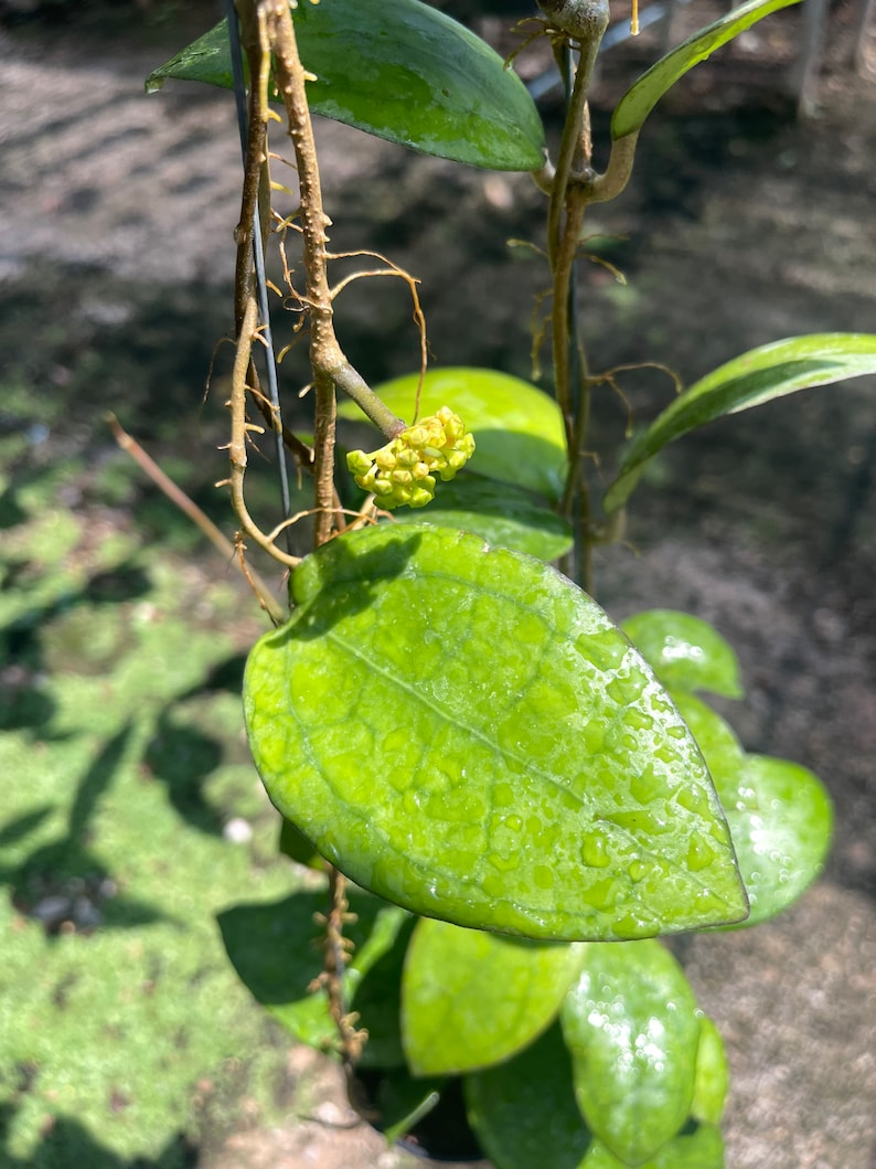 Hoya Puom Siam Ruby ((((hoya)))) Phyto-cer//// - Etsy