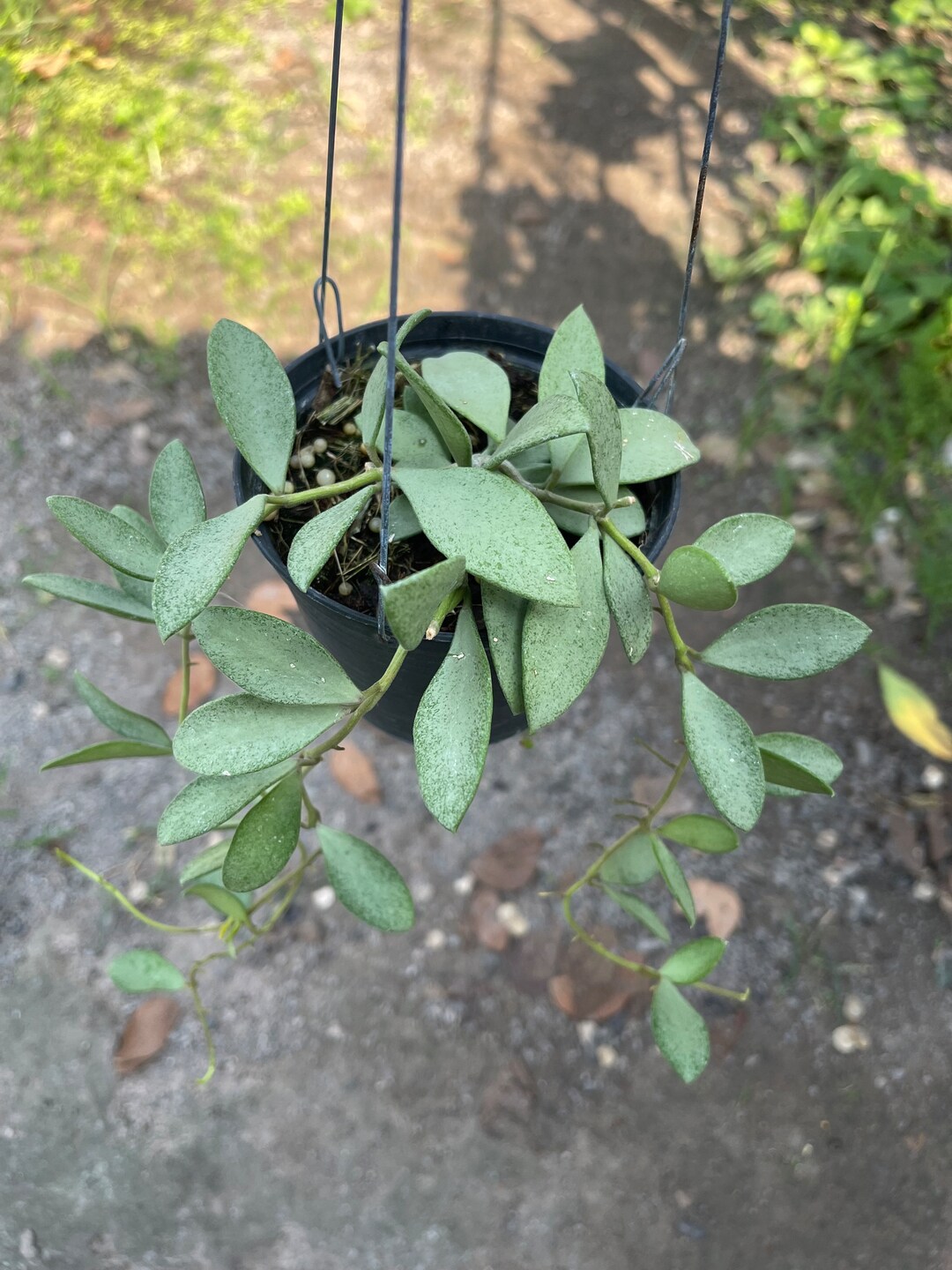 Hoya Nummularioides Silver ///// Free- Phyto -cer//// - Etsy