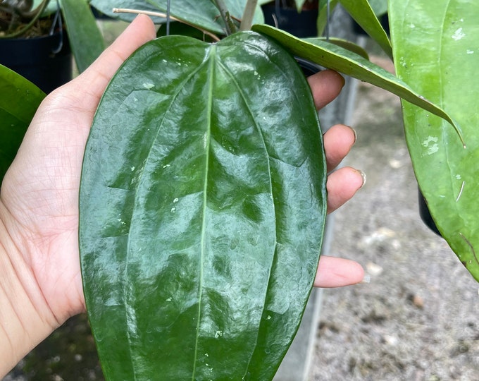 Hoya Spectatissima - Etsy