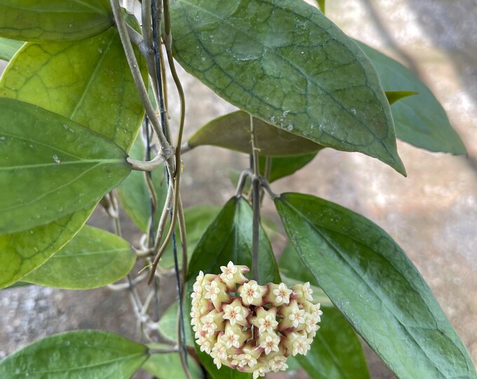 Hoya Noona 3" Pot - Etsy