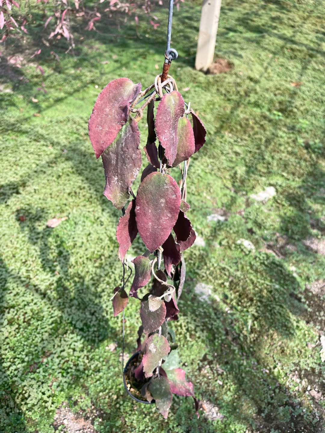 Hoya Caudata Big (((hoya -green-leaves ))) Phyto-vet///// - Etsy