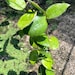Hoya Puom Siam Ruby ((((hoya)))) Phyto-cer//// - Etsy