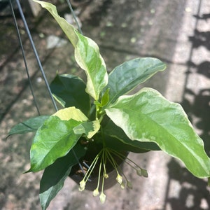 Hoya Multiflora Albomarginata (((((hoya-variegated)))) Phyto-cer:/// - Etsy