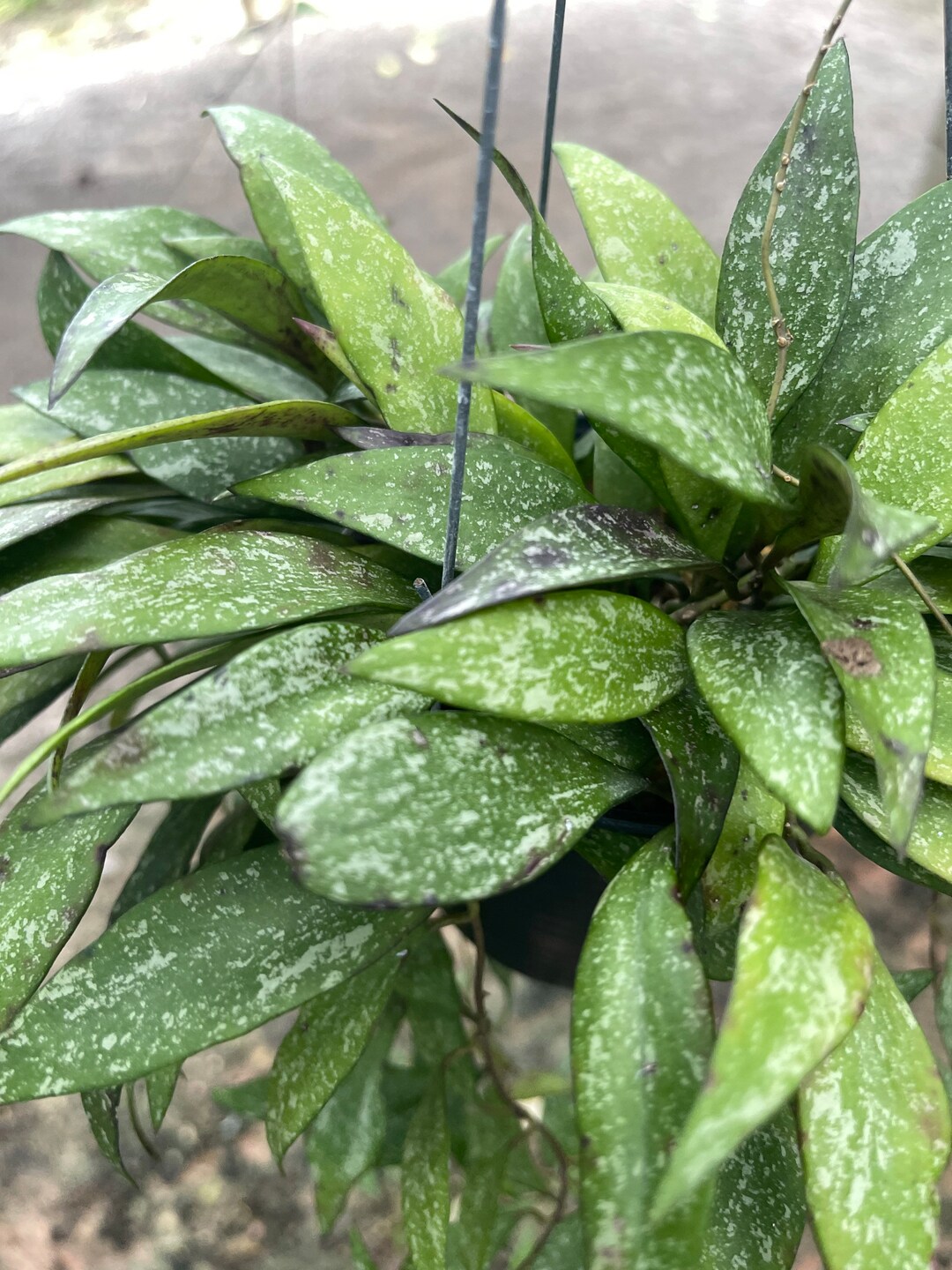 Hoya Parviflora ((((hoya-red))))) Phyto-cer//// - Etsy