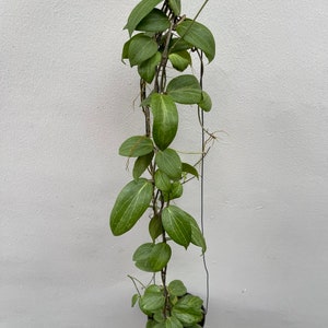 Hoya Fitchii Orange (((hoya)))phyto-cer//// - Etsy