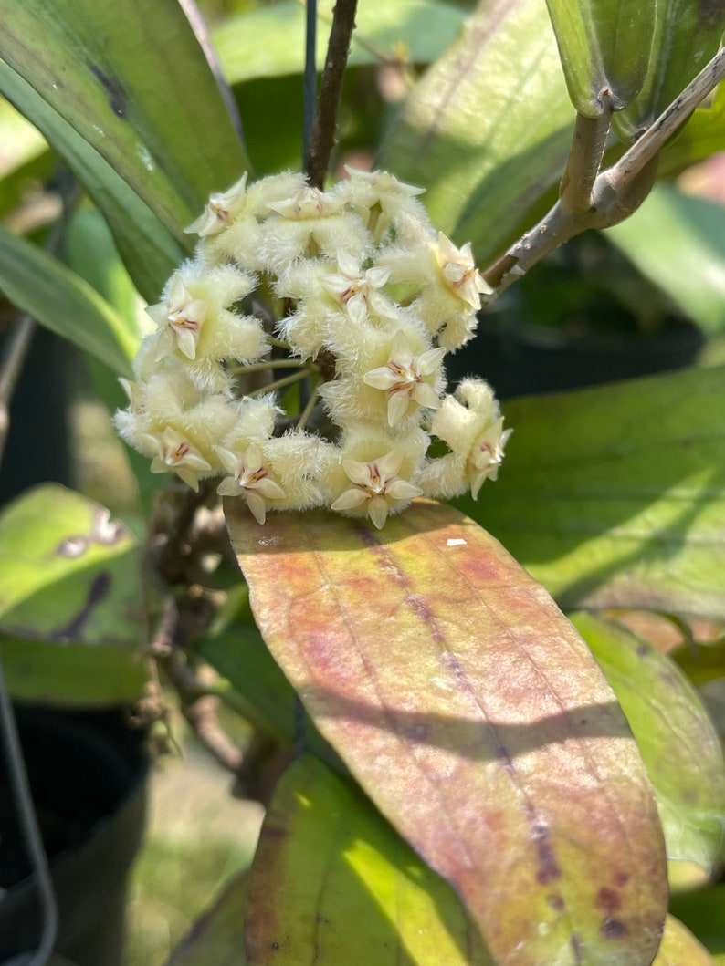 Hoya Erythina Round From ((hoya-red-leaves )) ##phyto Cer /// - Etsy