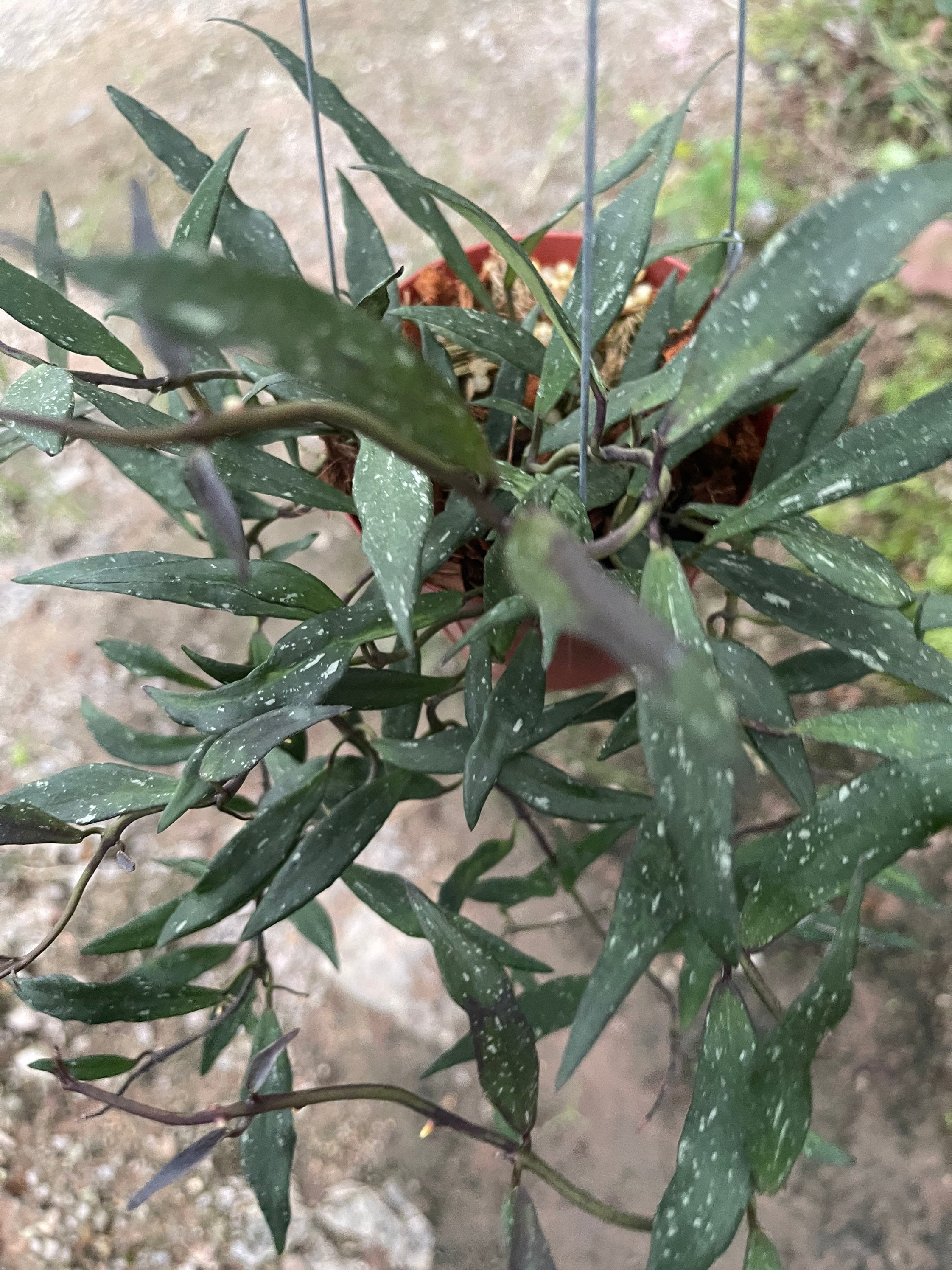 Hoya Mirabilis Splash in Pot 4 Inches Free Phytosanitary Certificate - Etsy