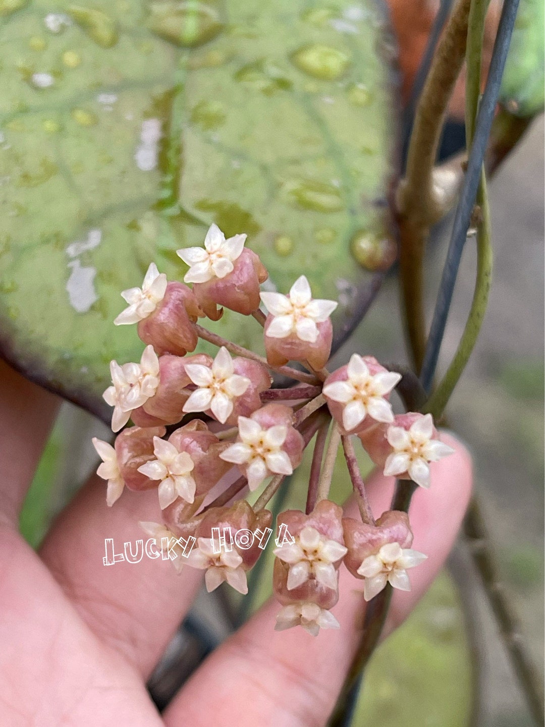 Hoya Leoensis (hoya)) ((new Hybride Fusco +viola) ##phyto Cer - Etsy