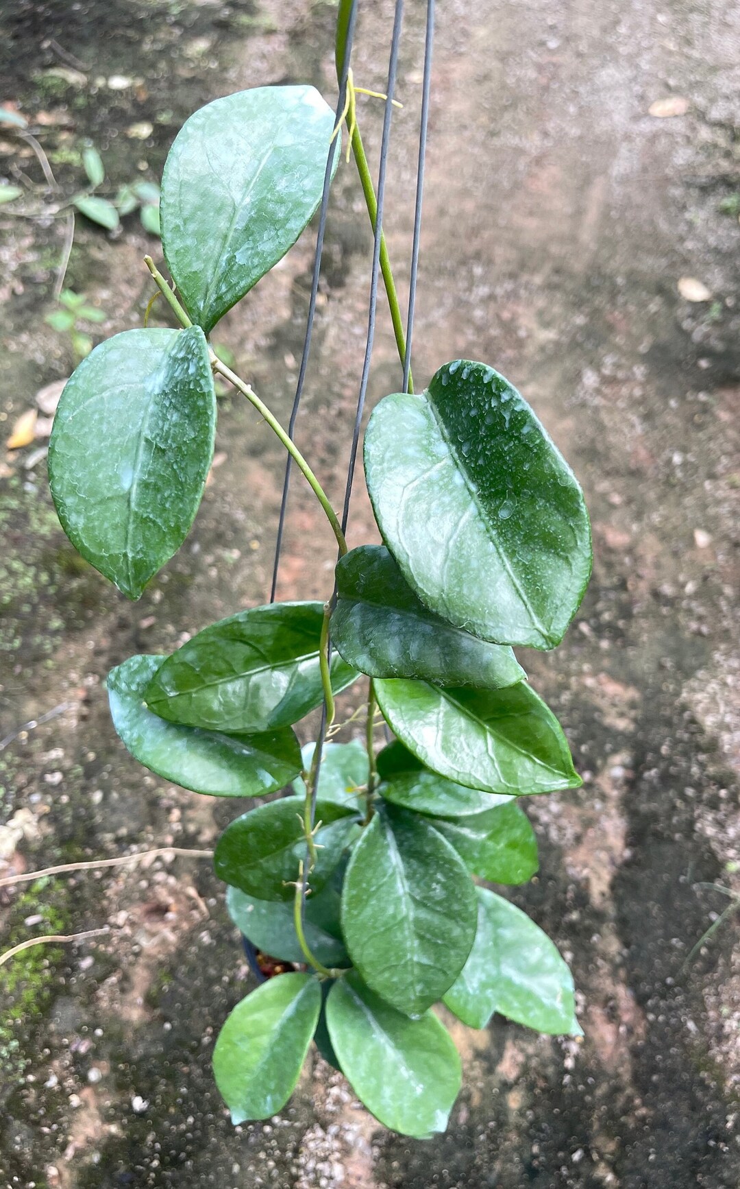 Hoya Timor ///free Phyto -cer//// - Etsy