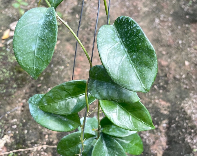 Hoya Sp. Timor, Rare & Beautiful Hoya, Rooted Plant Shipped in 2.5" Pot ...
