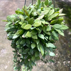 Hoya Picta ((HOYA Aff. )) ##phyto Cer /// - Etsy
