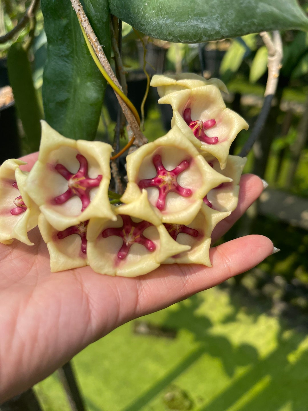 Hoya Archboldiana White (((hoya))) Phyto -cer//// - Etsy