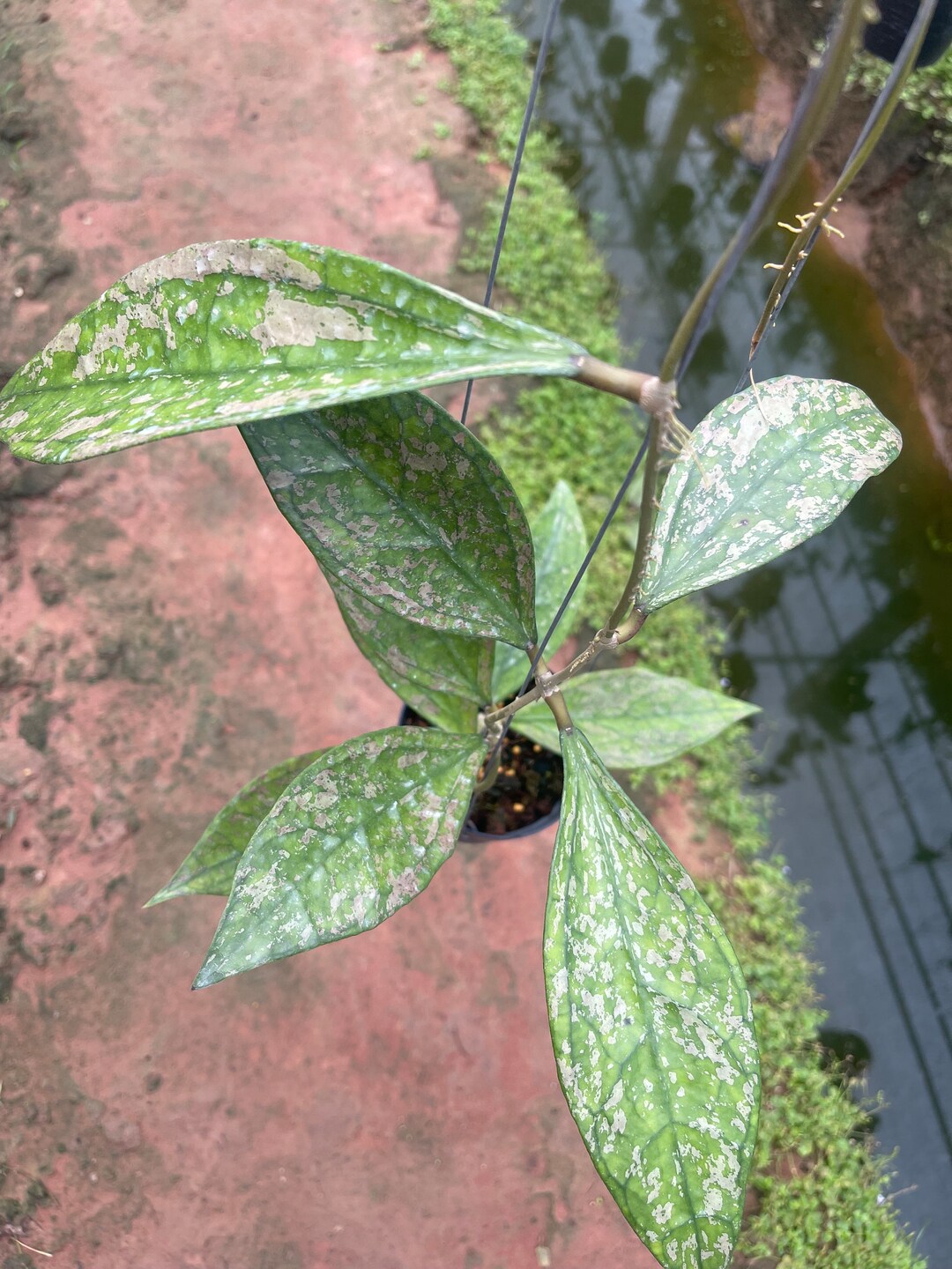Hoya Germany Splash Free phytosanitary Certificate - Etsy
