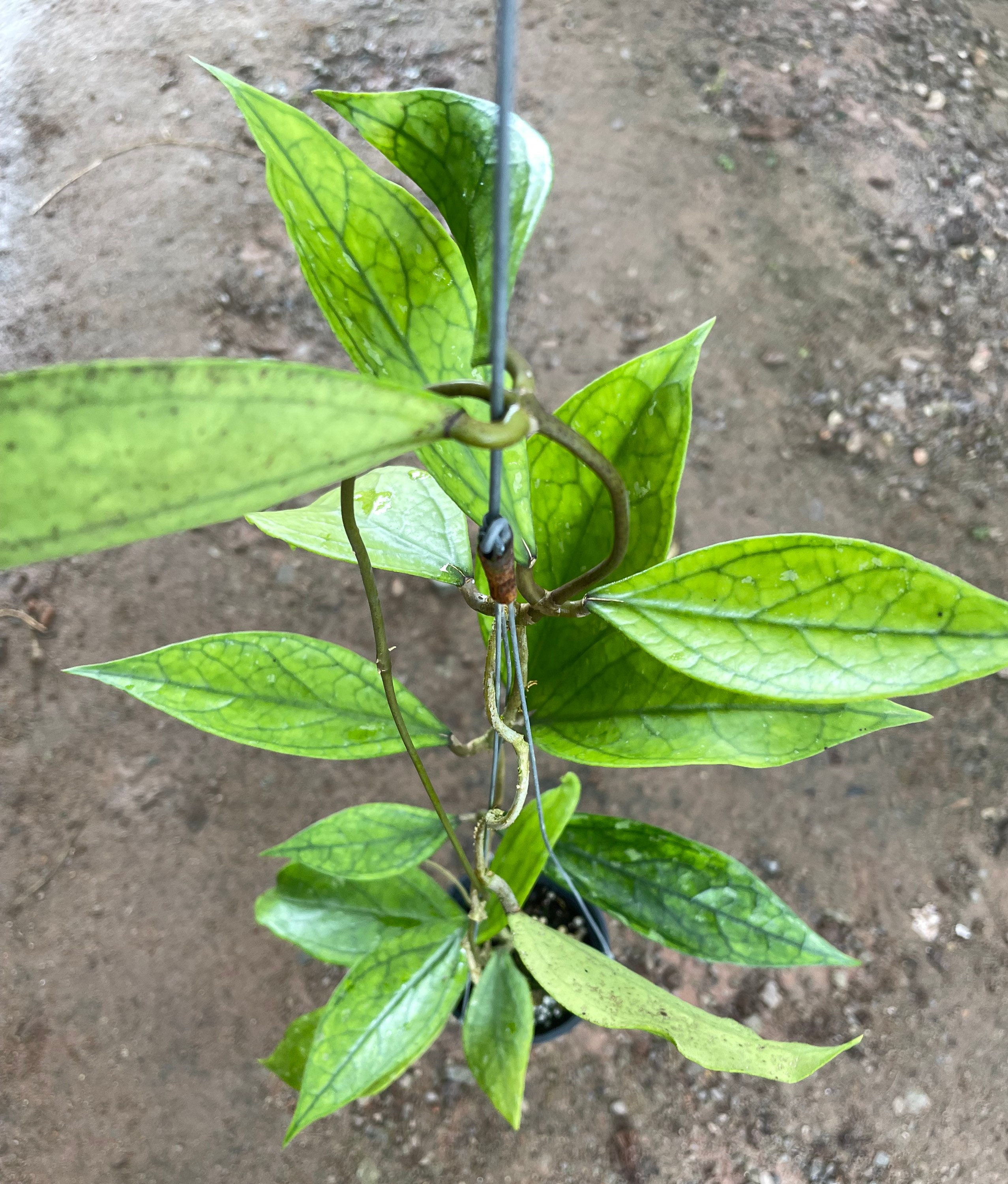 Hoya Germany ((((hoya))))phyto-cer///////// - Etsy
