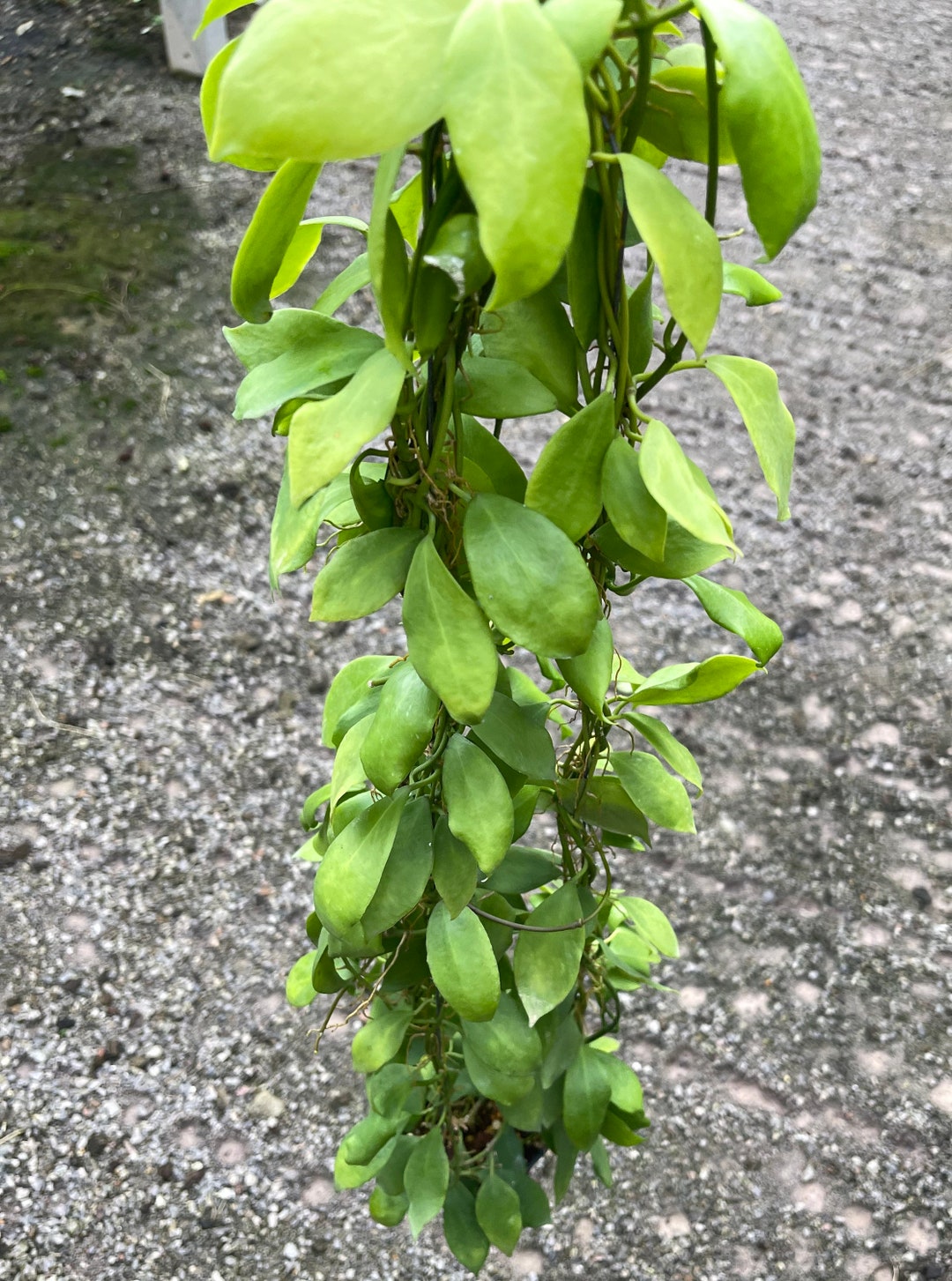 Hoya Diptera Fijii (((hoya))) Phyto-cer//// - Etsy