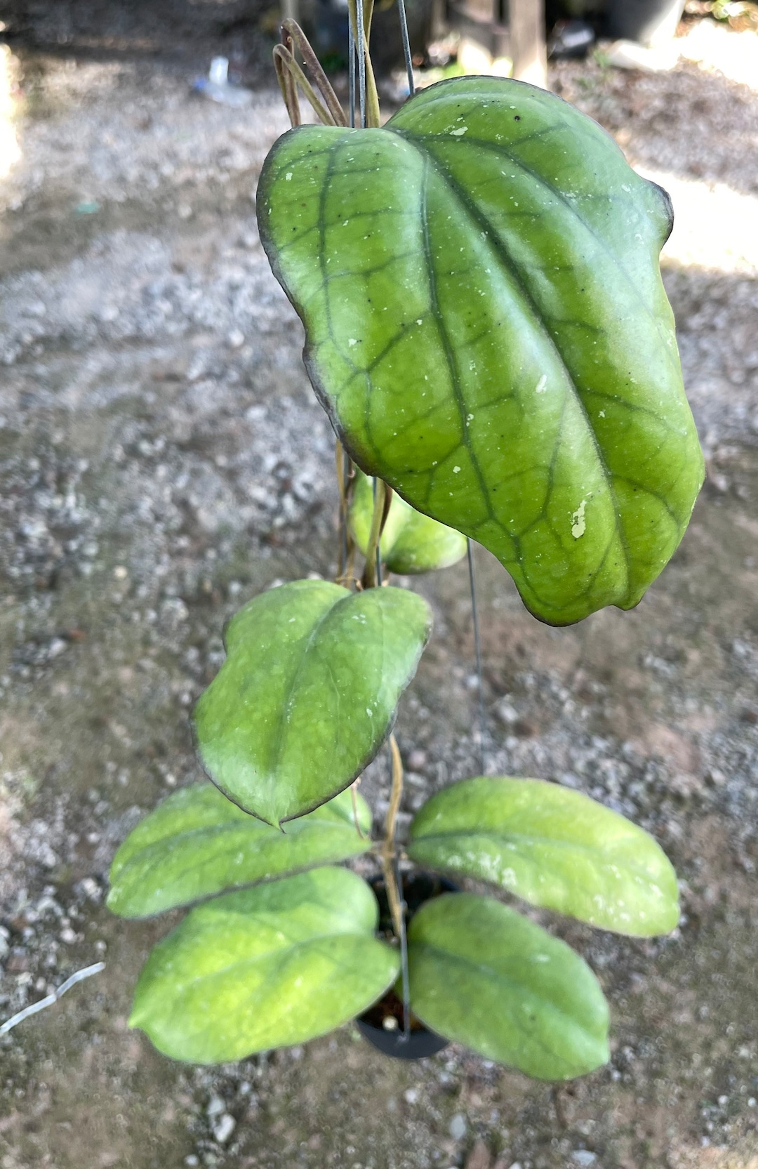 Hoya AH027 or Hoya Elephant ((((hoya Big Leaves )))) Phyto -cer//// - Etsy