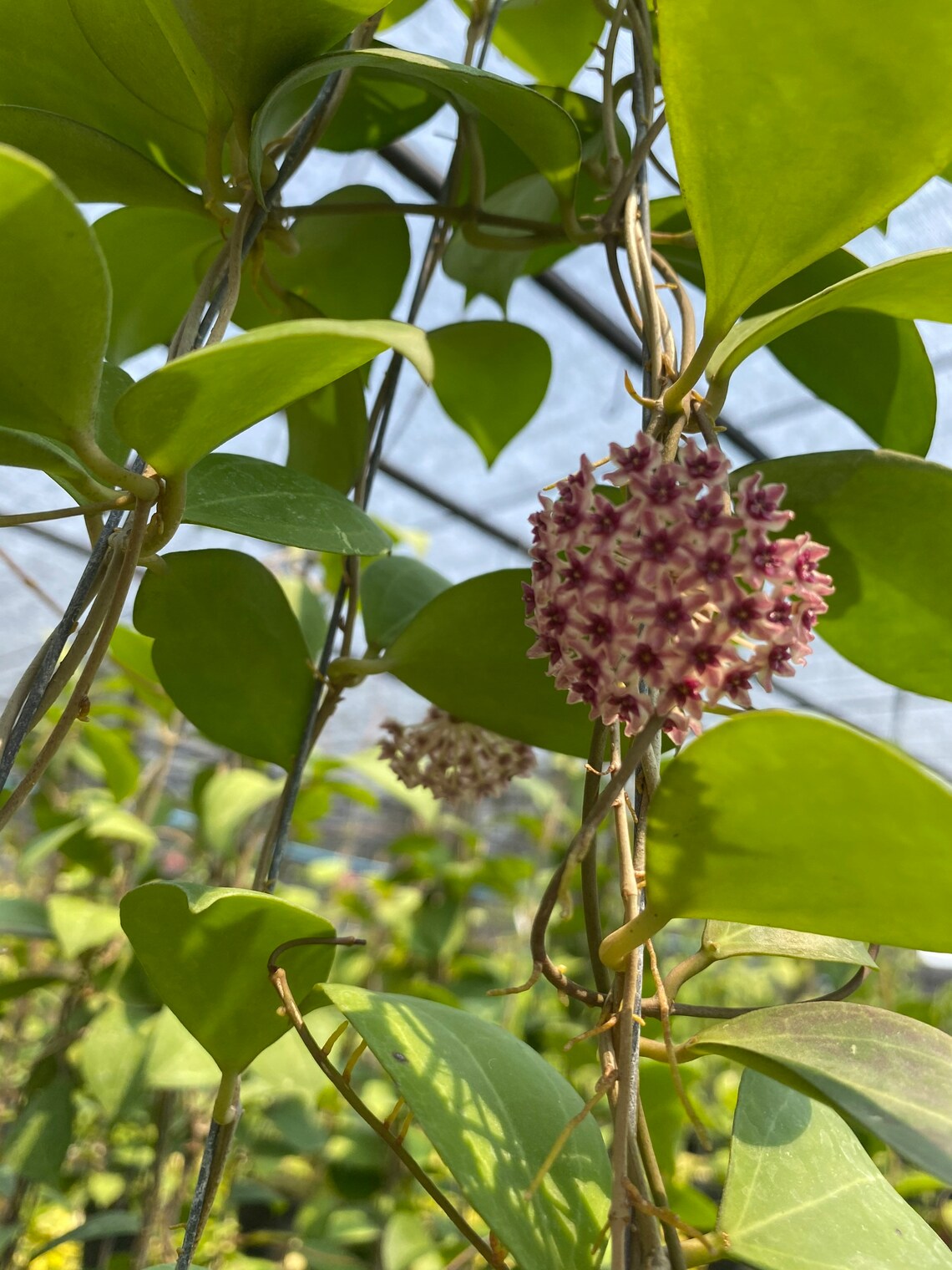 Hoya Puom Siam Ruby ((((hoya)))) Phyto-cer//// - Etsy