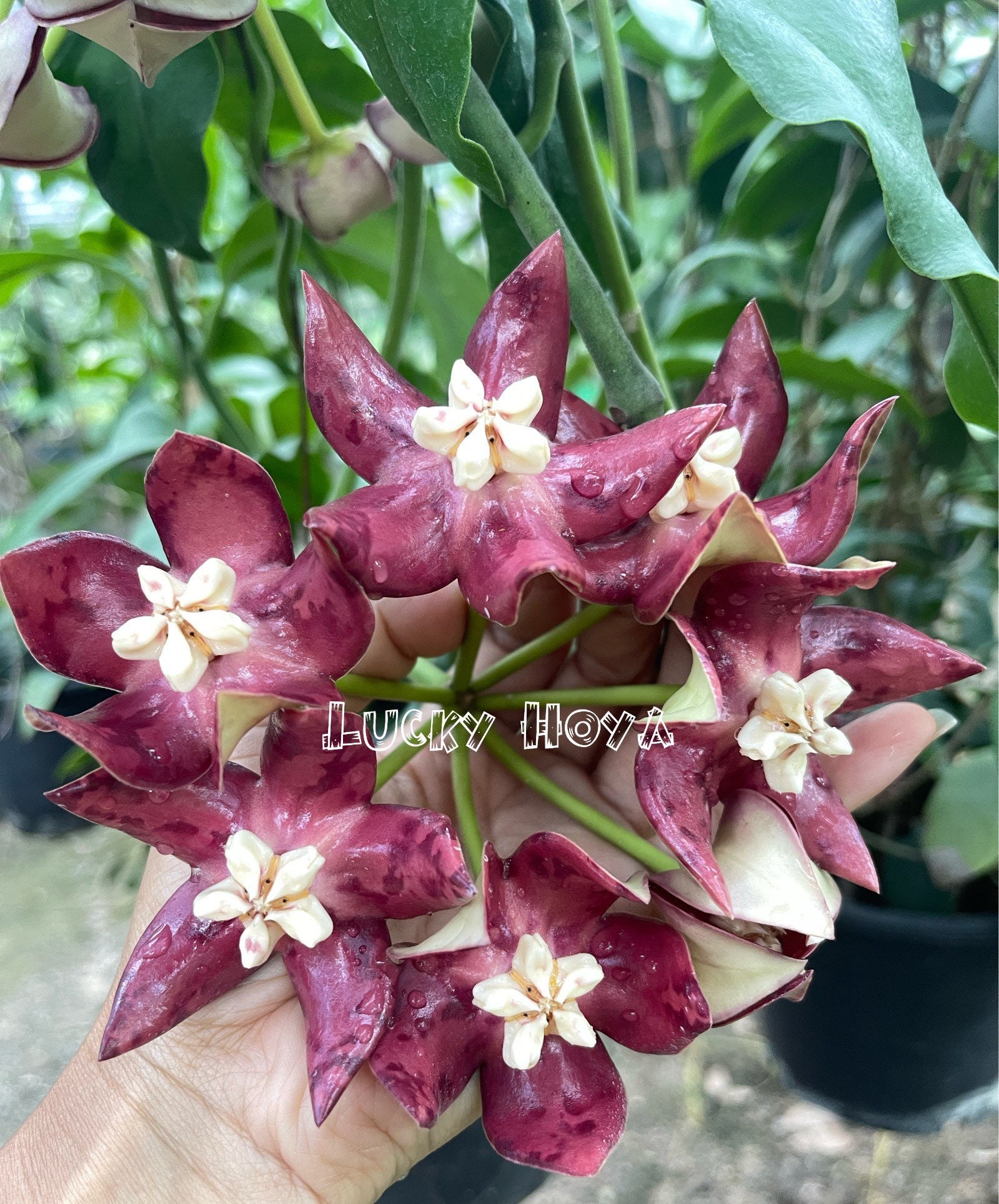 Hoya Imperialis Red (((((hoya))))phyto_cer.//// - Etsy
