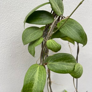 Hoya Fitchii Orange (((hoya)))phyto-cer//// - Etsy