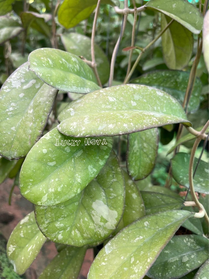 Hoya Leoensis Splash (hoya)) ((new Hybride Fusco +viola) ##phyto Cer - Etsy