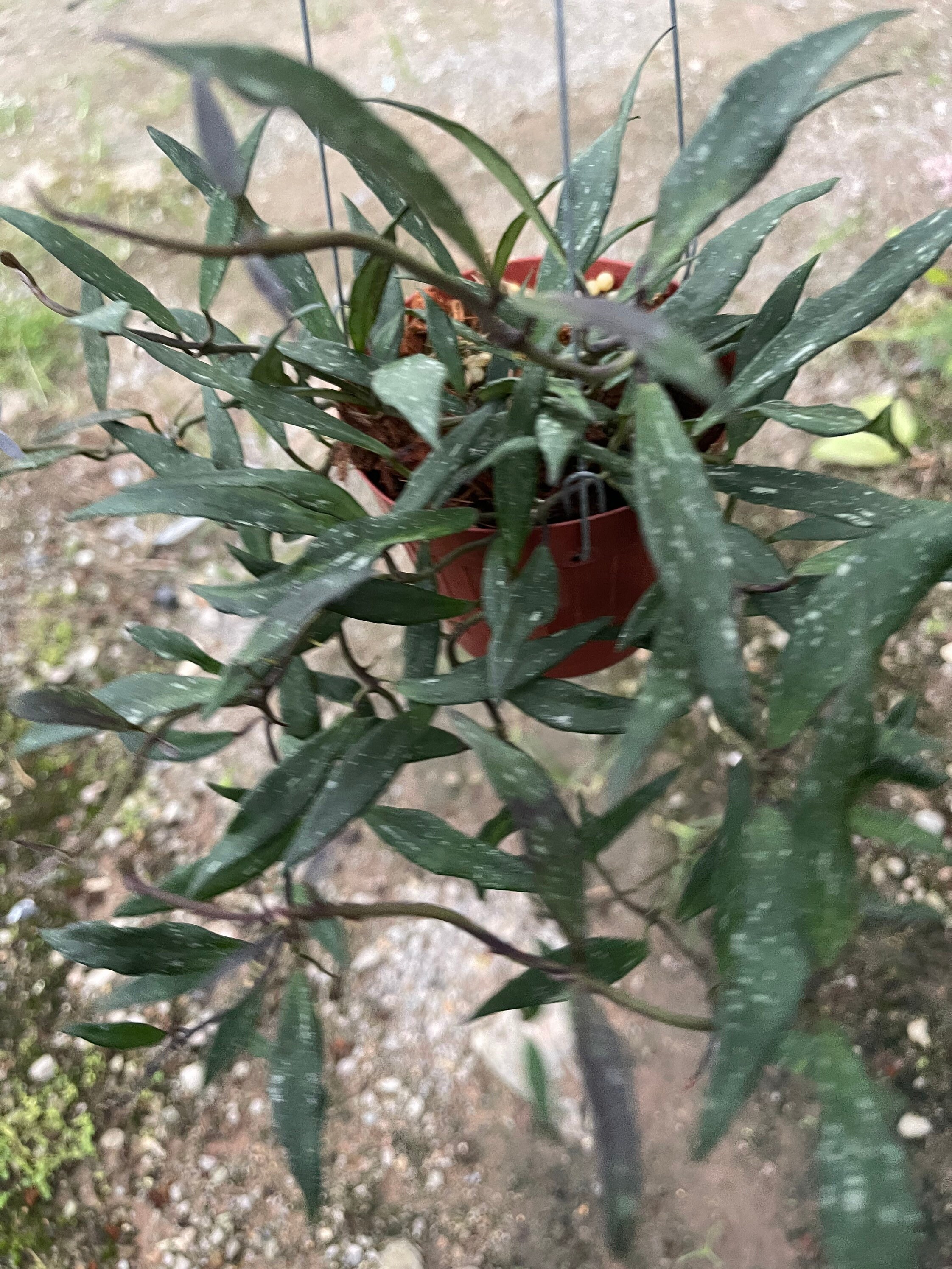 Hoya Mirabilis Splash in Pot 4 Inches Free Phytosanitary Certificate - Etsy