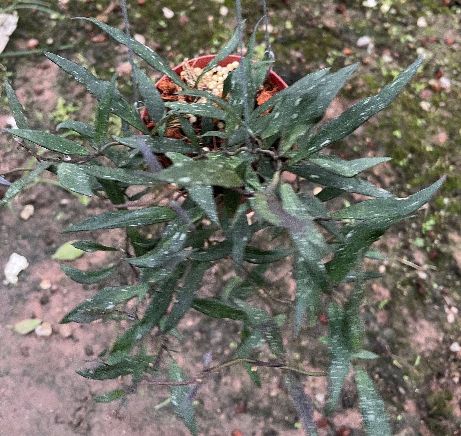 Hoya Mirabilis Splash in Pot 4 Inches Free Phytosanitary Certificate - Etsy