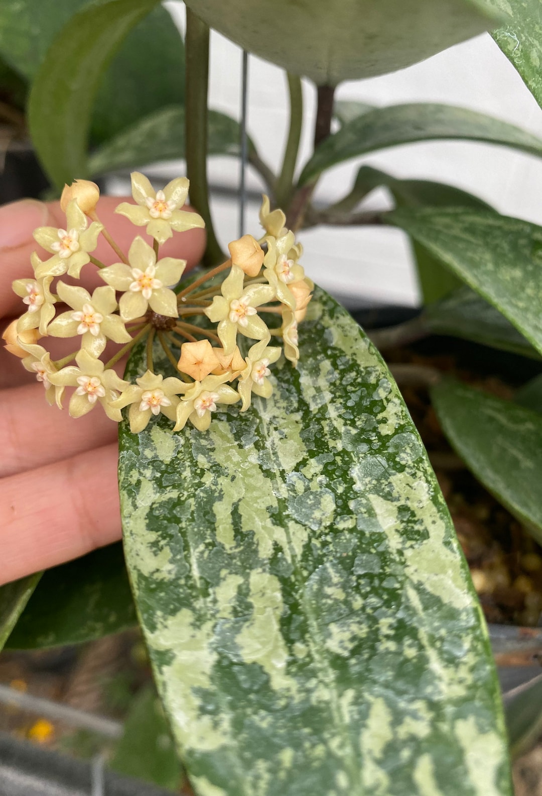 Hoya Rangsan Splash ((((hoya)))+phyto-cer//// - Etsy