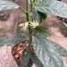 Hoya Solokensis ((hoya )))phyto-cer/// - Etsy