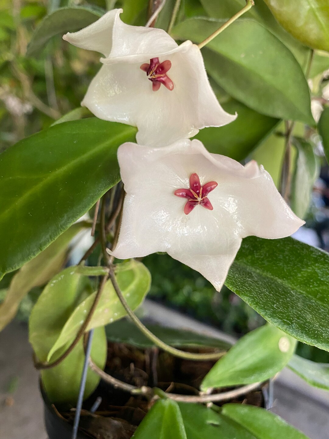 Hoya Patella White (((((hoya))))))-phyto-cer.///// - Etsy