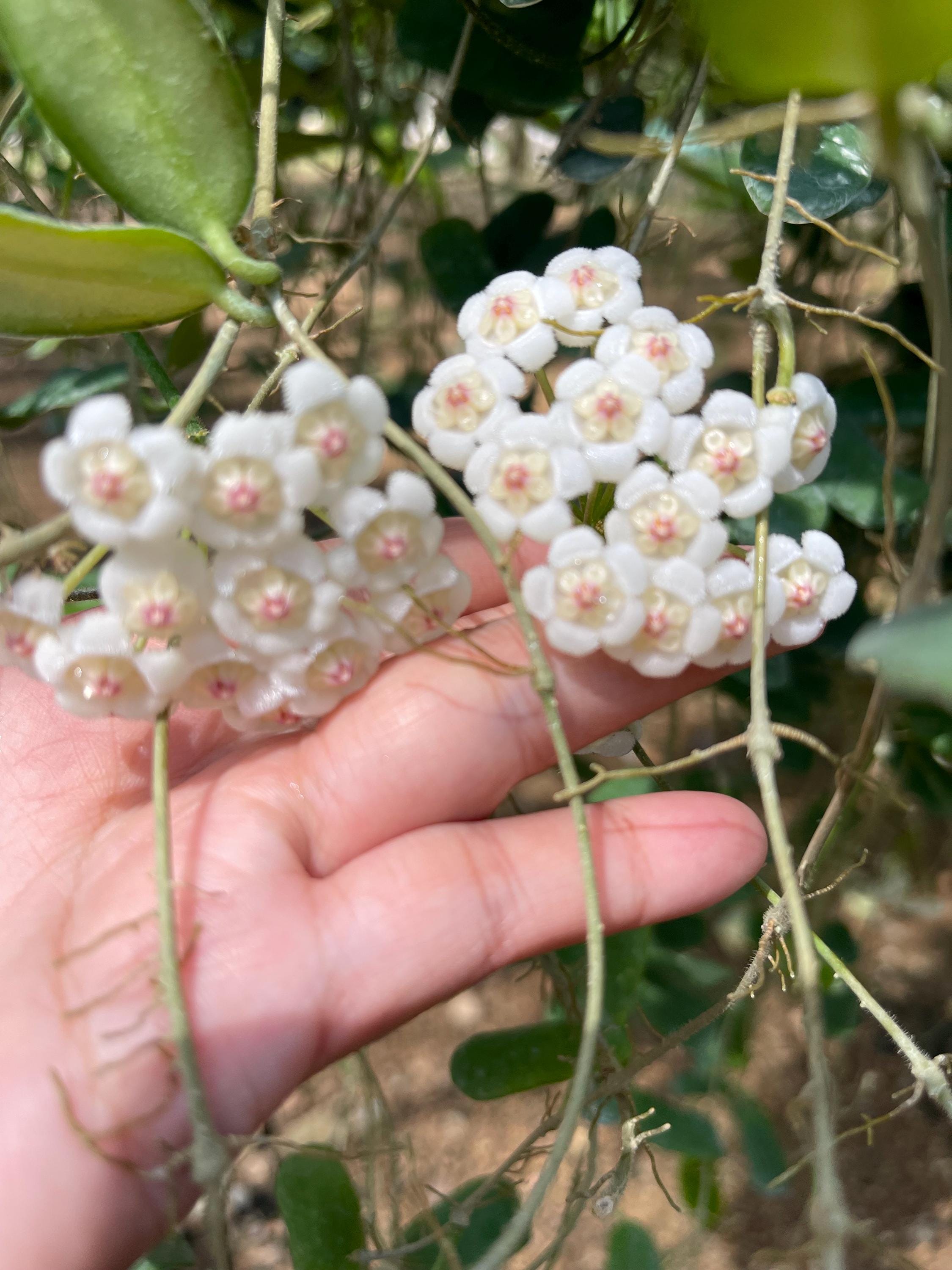 Hoya Rotundiflora (((hoya))) Phyto-cer /// - Etsy