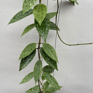 Hoya Rangsan Splash ((((hoya)))+phyto-cer//// - Etsy