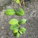 Hoya Irina (((hoya))) Phyto-cer//// - Etsy