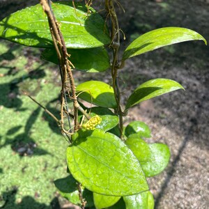 Hoya Puom Siam Ruby ((((hoya)))) Phyto-cer//// - Etsy