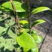 Hoya Puom Siam Ruby ((((hoya)))) Phyto-cer//// - Etsy