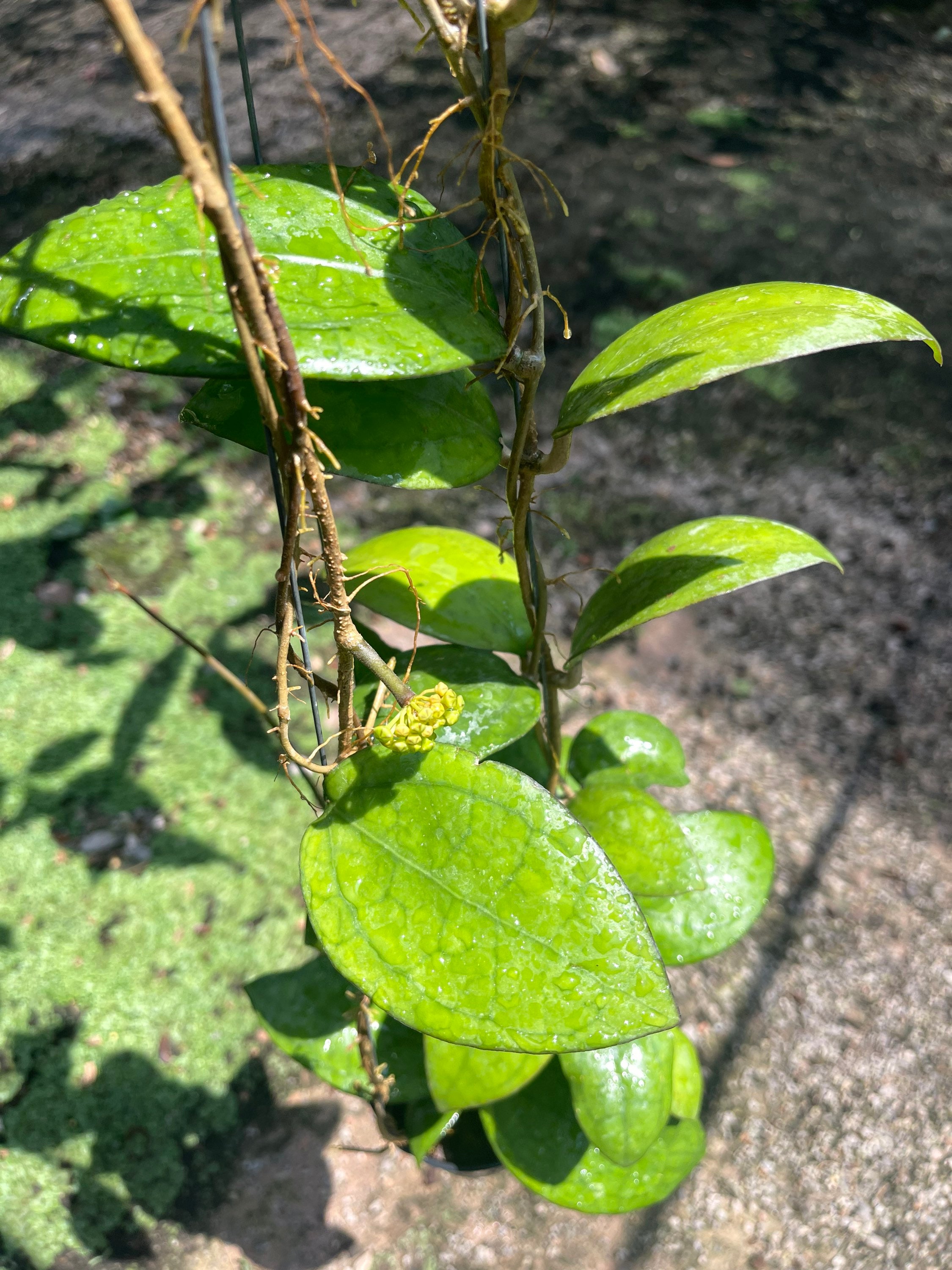 Hoya Puom Siam Ruby ((((hoya)))) Phyto-cer//// - Etsy