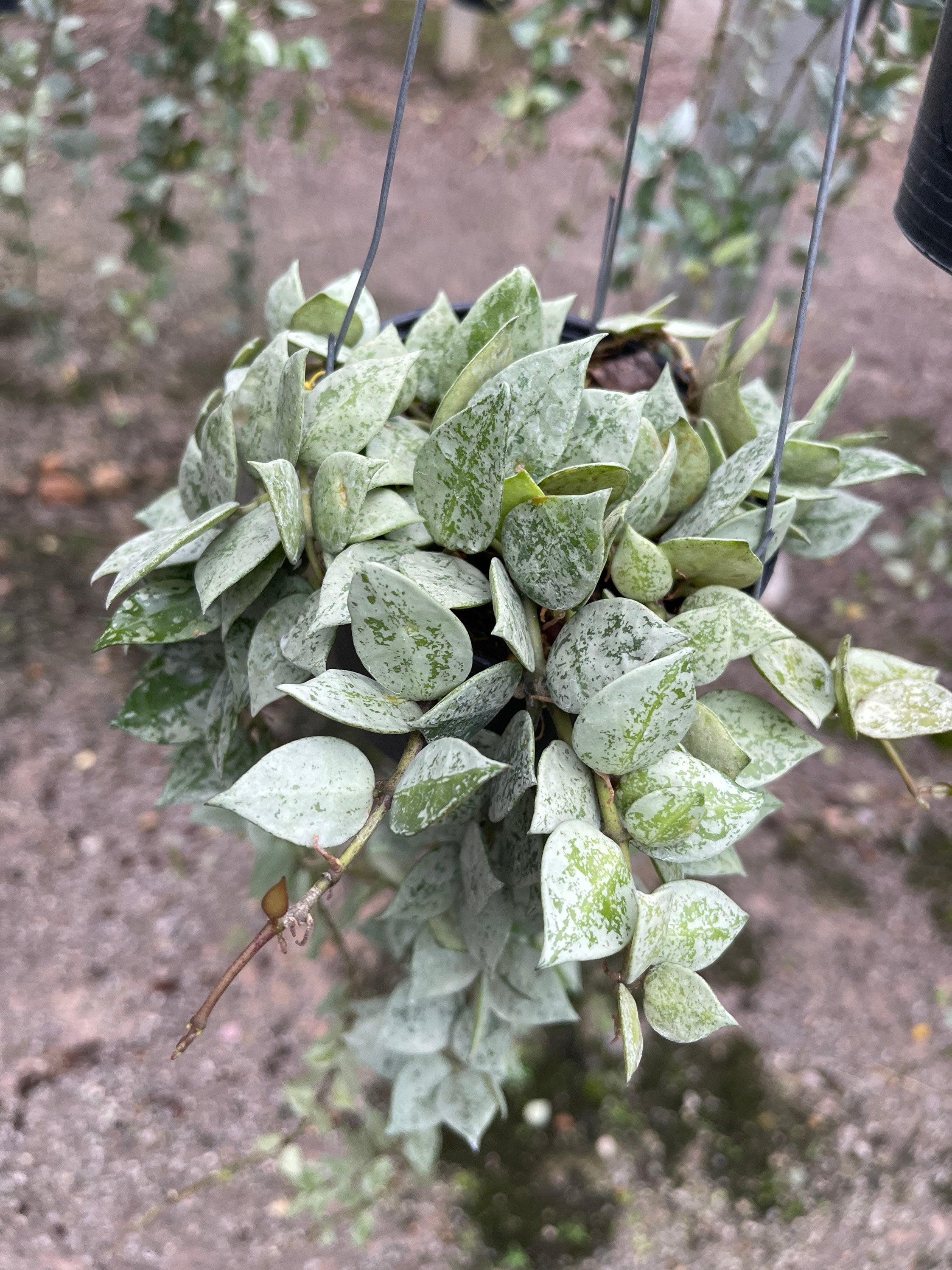 Hoya Krohniana Silver (((hoya)))) Phyto -cer//// - Etsy
