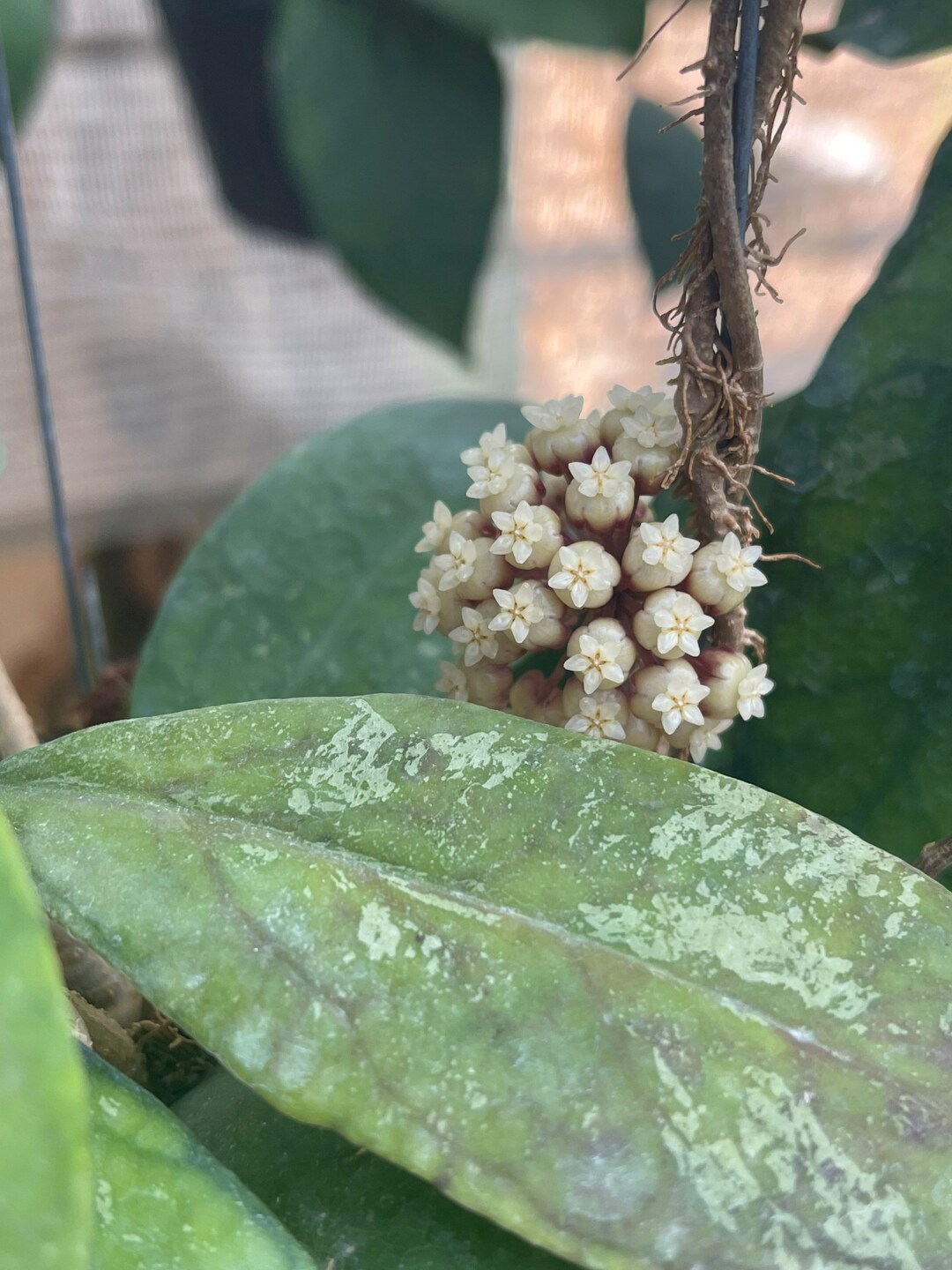 Hoya Kalimantan Hard ((((leaves))) ((((hoya))))phyto_cer.//// - Etsy