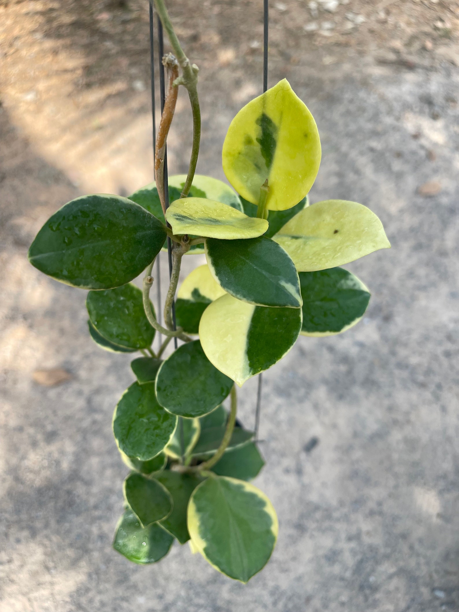 Hoya Australis Albomarginata ((hoya Fuzzy Leaves )) Free Phyto - Etsy