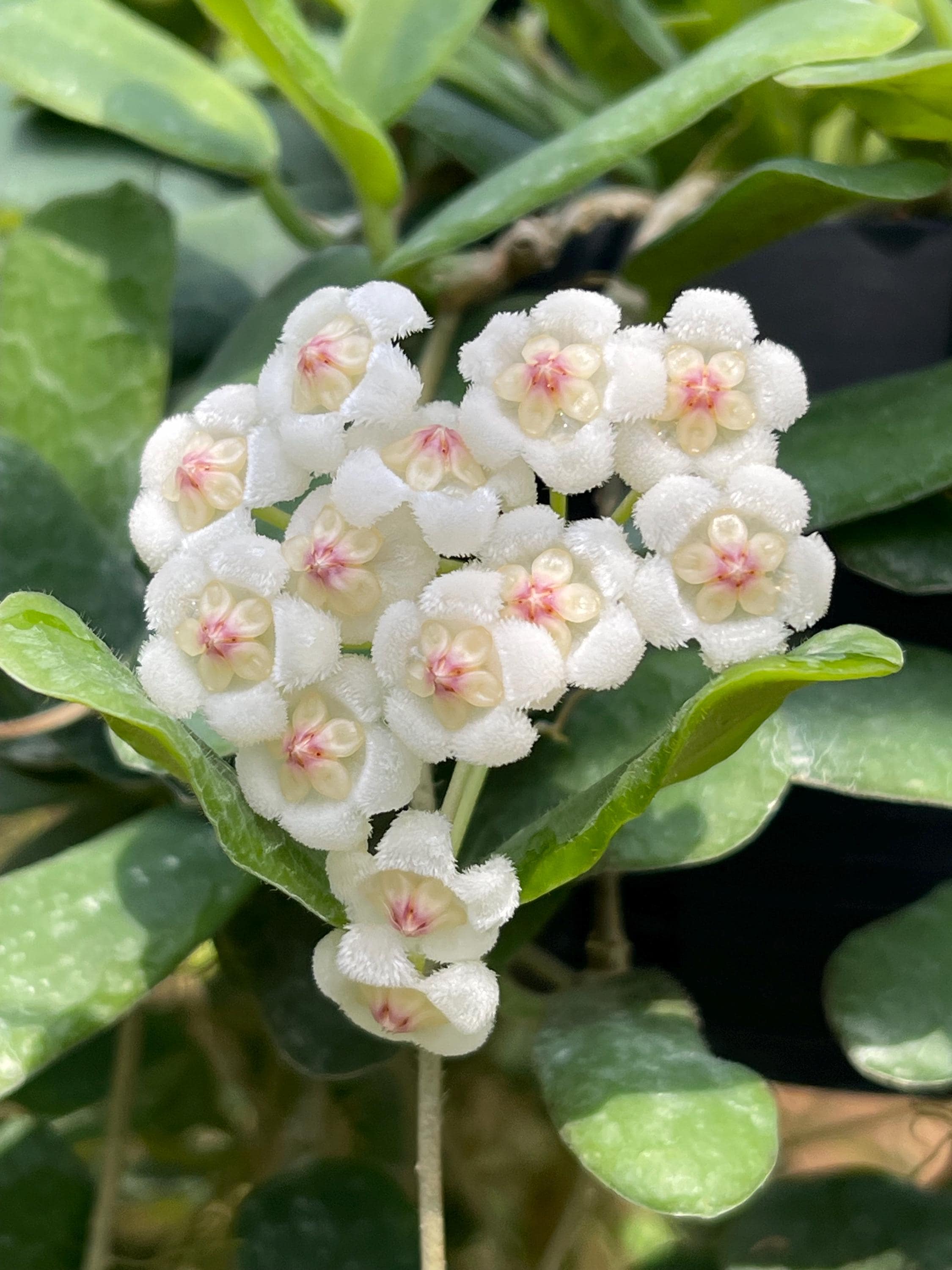 Hoya Rotundiflora (((hoya))) Phyto-cer /// - Etsy