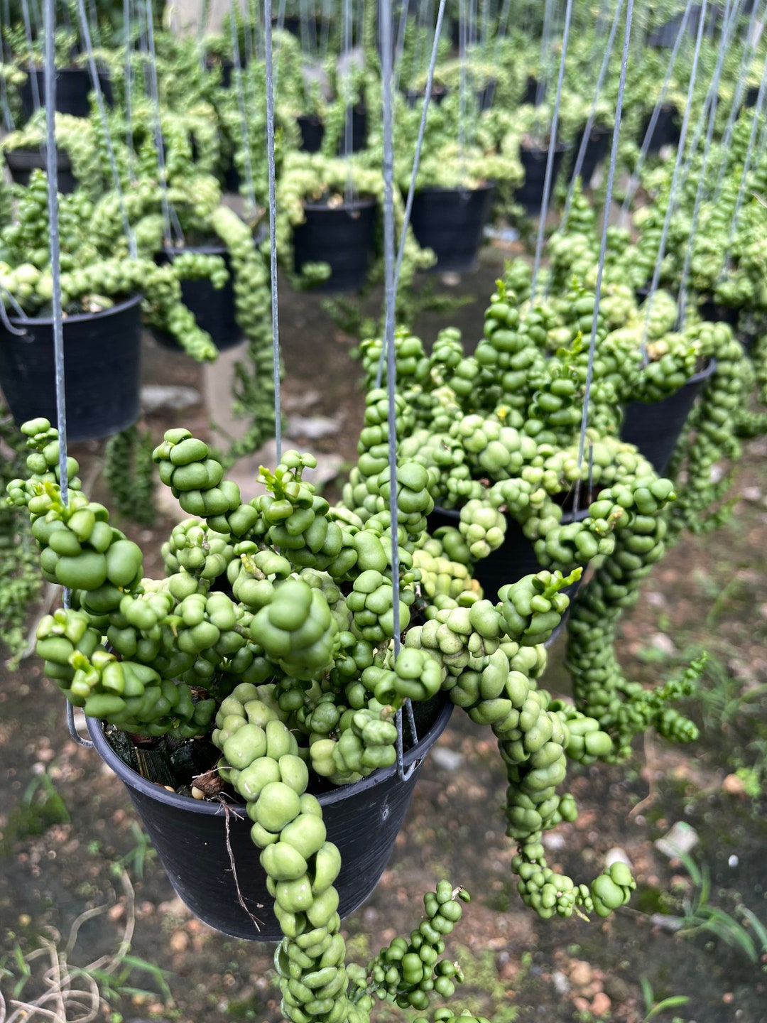 Dragon Jade ((((((dischidia Nummularia)))) Phyto -cer //// - Etsy