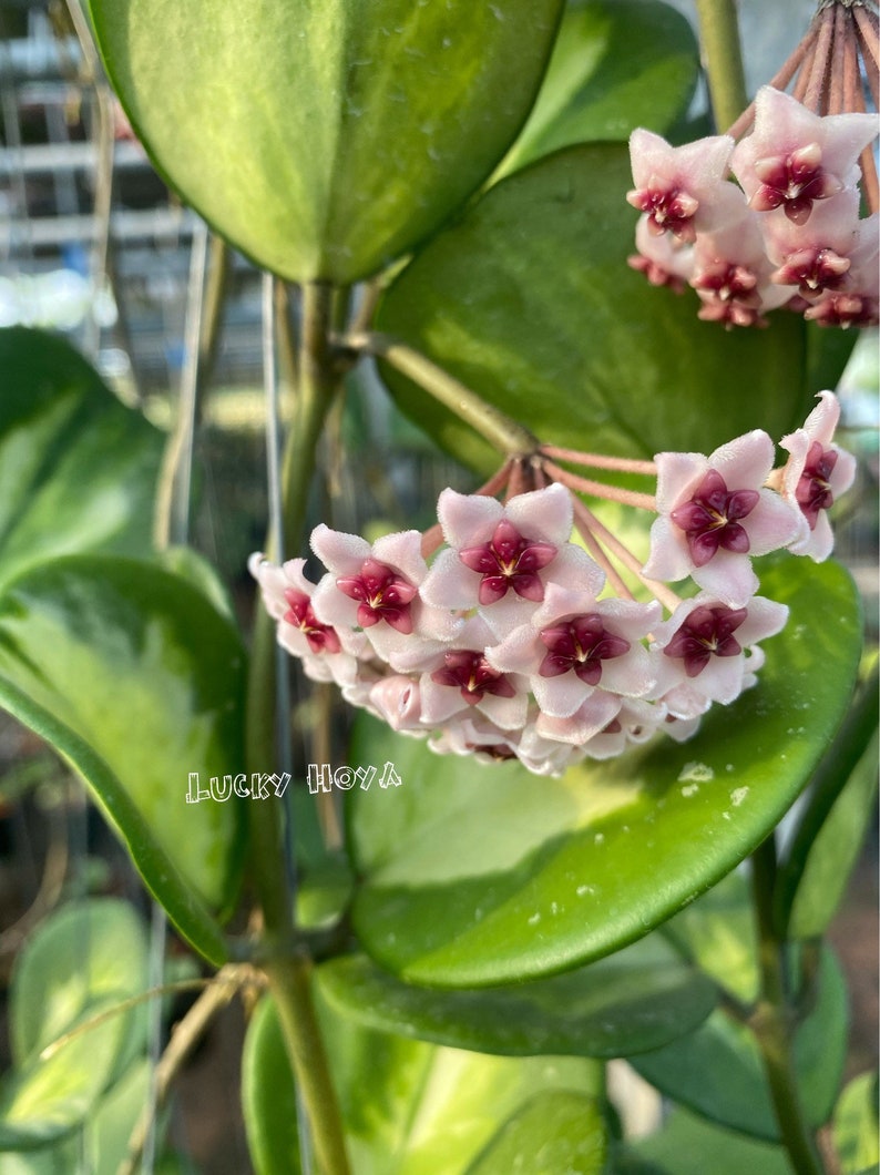 Hoya Obovata Variegata (((hoya)))) Phyto-cer//// - Etsy
