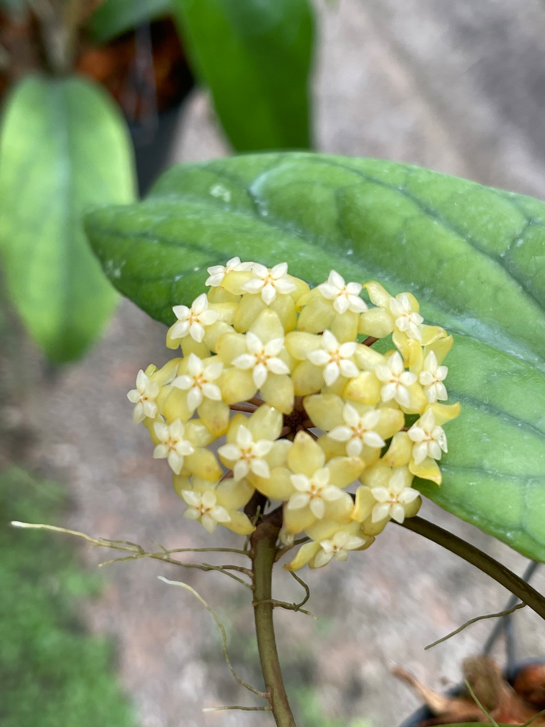 Hoya Golden Eye (((((hoya))))phyto_cer.//// - Etsy