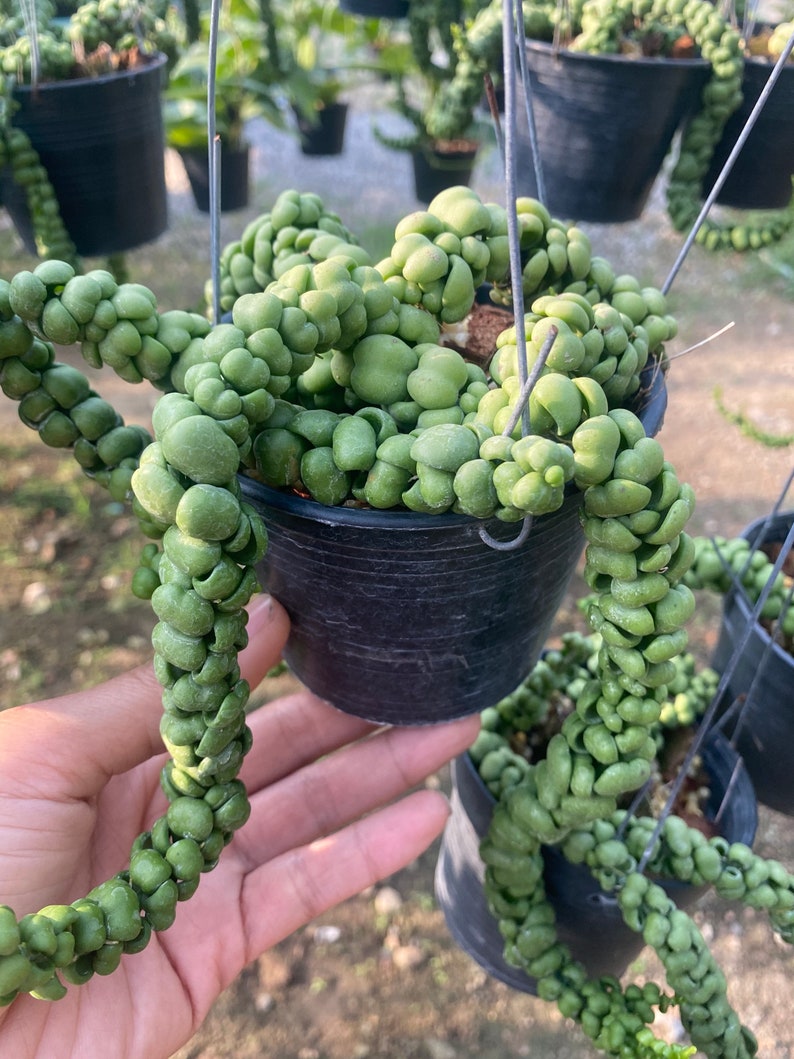 Dragon Jade ((((((dischidia Nummularia)))) Phyto -cer //// - Etsy
