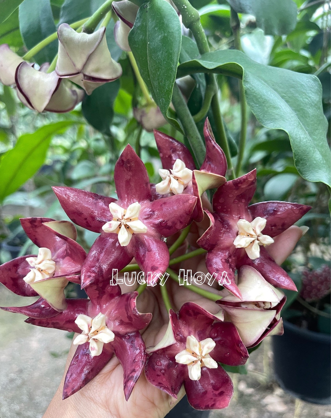 Hoya Imperialis Red (((((hoya))))phyto_cer.//// - Etsy
